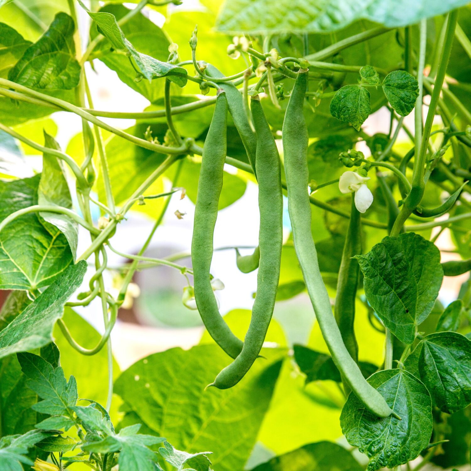 What to Do with Your Summer Harvest - Bully Tools, Inc.