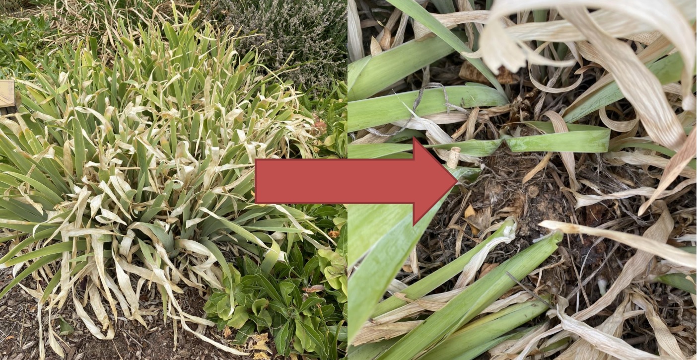 Dividing and Transplanting Established Perennials - Bully Tools, Inc.