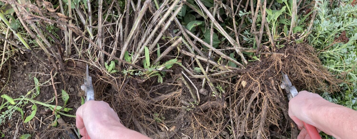Dividing and Transplanting Established Perennials - Bully Tools, Inc.