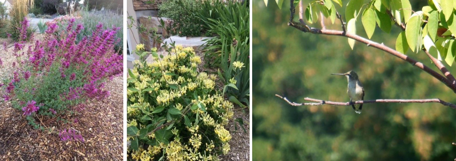 Beneficial Animals and a Healthy Garden - Bully Tools, Inc.