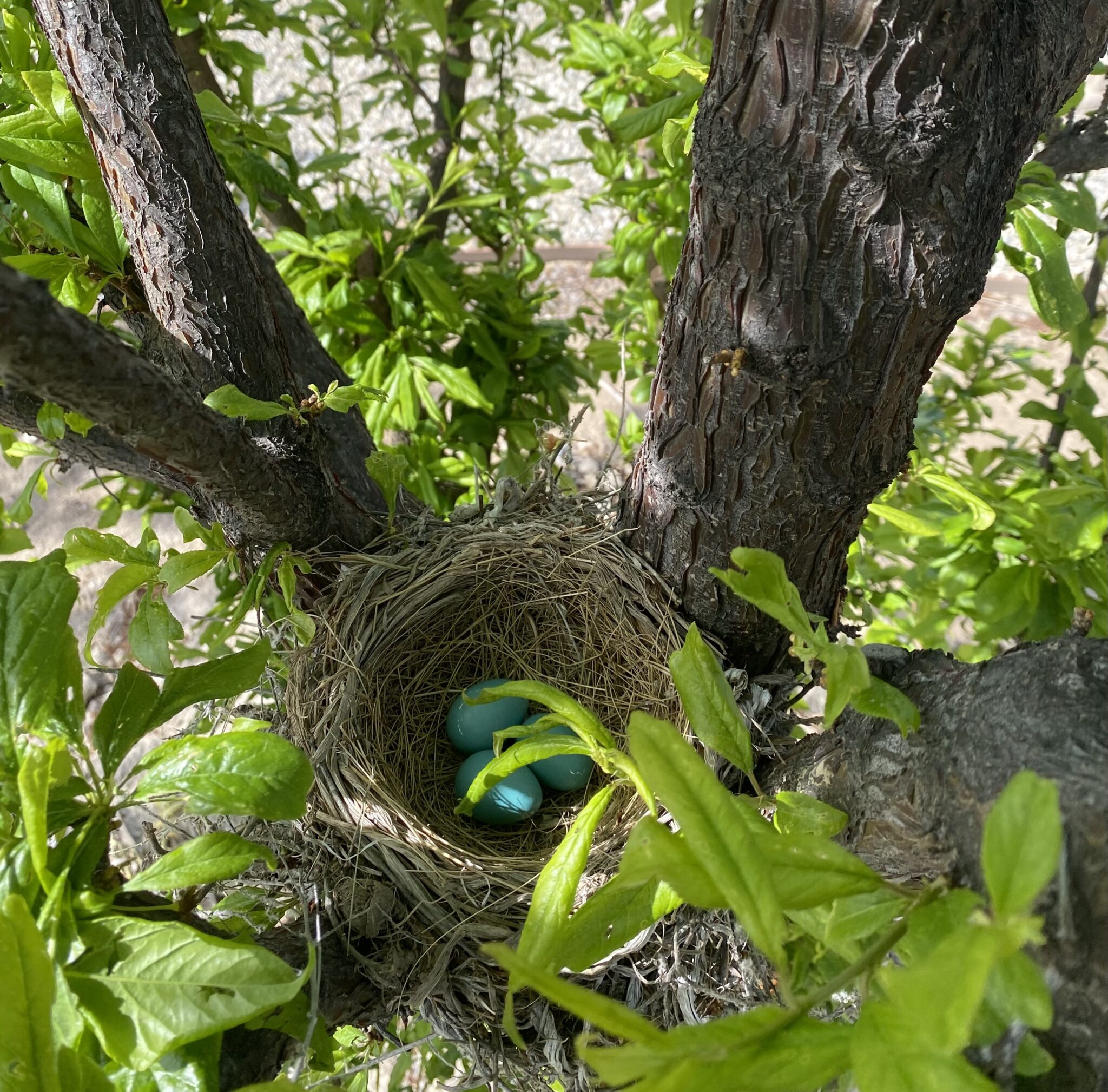 Beneficial Animals and a Healthy Garden - Bully Tools, Inc.