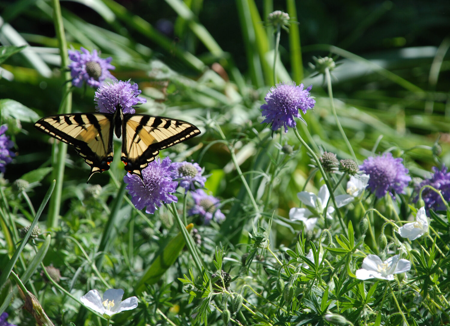 Beneficial Animals and a Healthy Garden - Bully Tools, Inc.