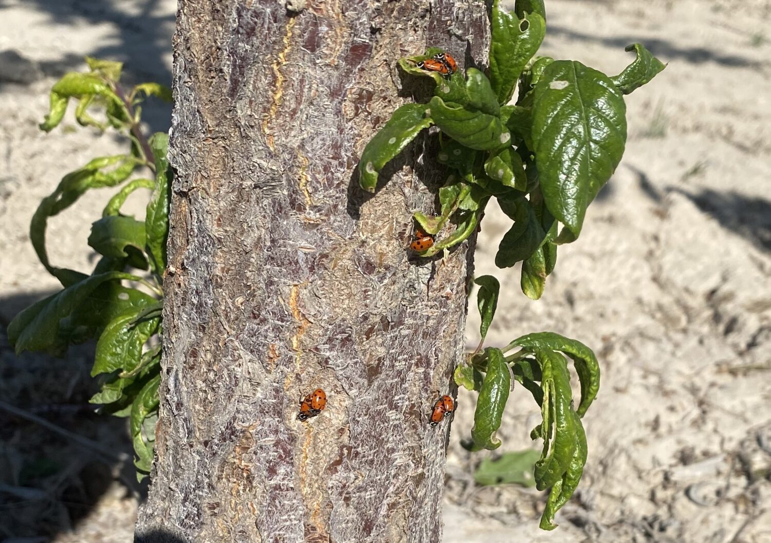 Beneficial Animals and a Healthy Garden - Bully Tools, Inc.