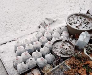 Winter Sowing 101: The “New” Method for Winter Gardening