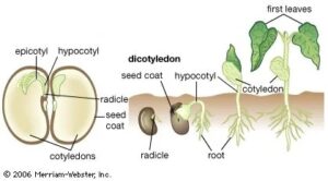Winter Sowing 101: The “New” Method for Winter Gardening