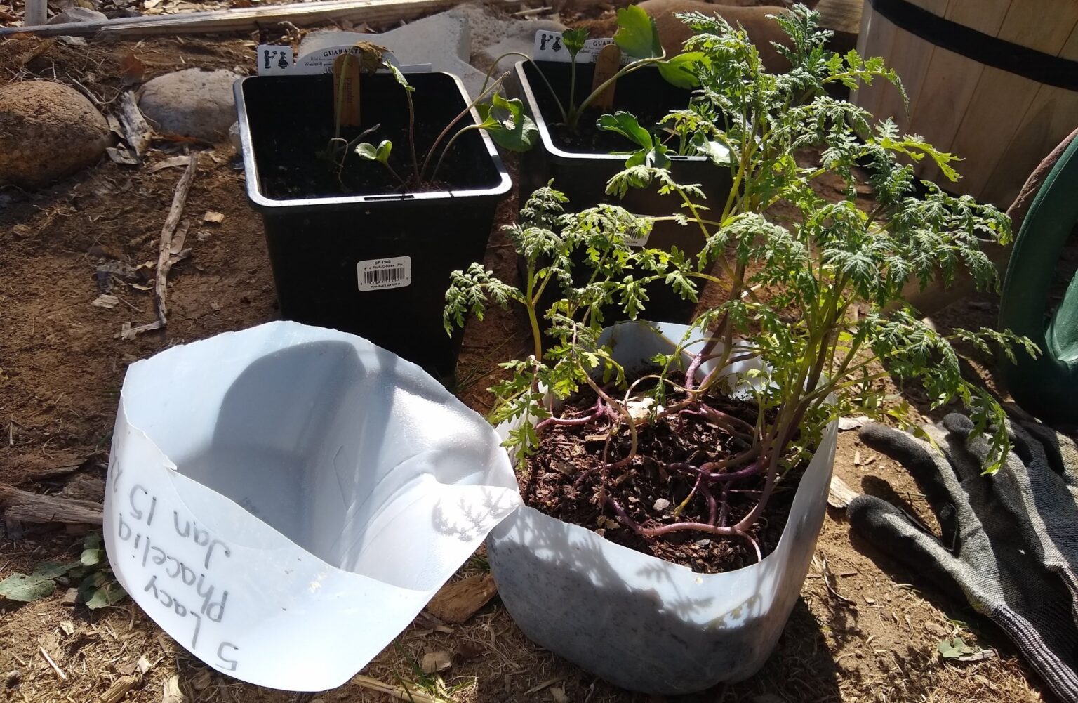 Winter Sowing 101: The “New” Method for Winter Gardening