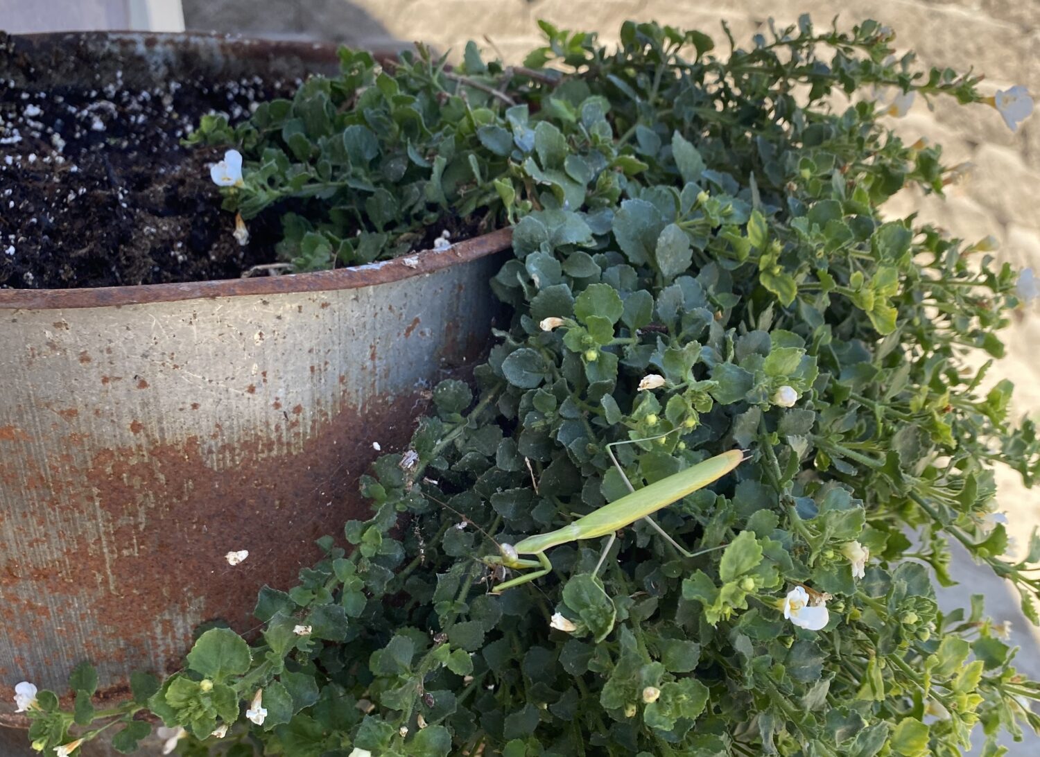 Beneficial Animals and a Healthy Garden - Bully Tools, Inc.
